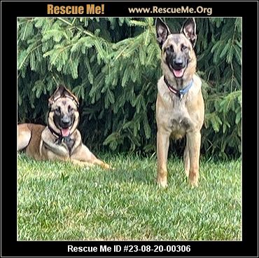 - Indiana Belgian Malinois Rescue - ADOPTIONS - Rescue Me!