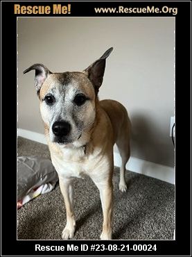 - Minnesota Dog Rescue - ADOPTIONS - Rescue Me!