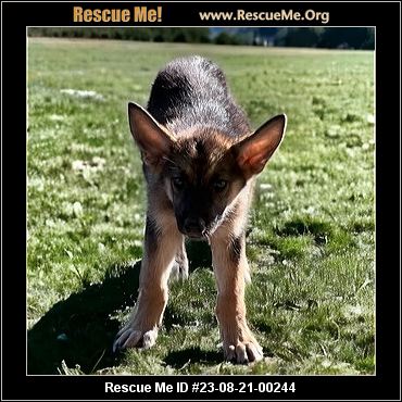 - Pennsylvania German Shepherd Rescue - ADOPTIONS - Rescue Me!