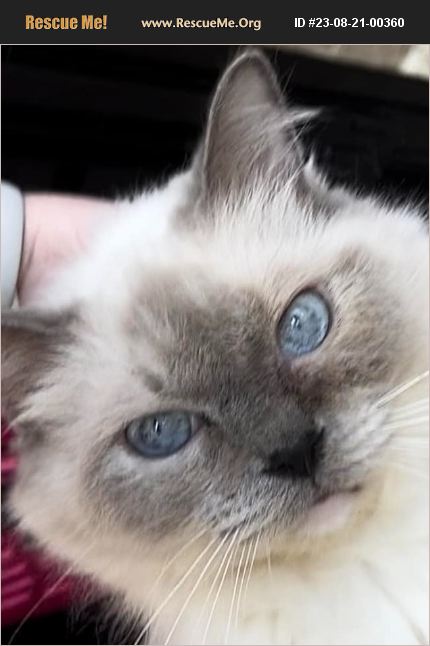 ADOPT 23082100360 ~ Ragdoll Rescue ~ New Braunfels, TX