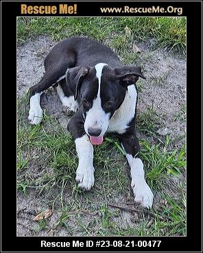 - Georgia Border Collie Rescue - ADOPTIONS - Rescue Me!