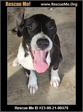 - Georgia Border Collie Rescue - ADOPTIONS - Rescue Me!