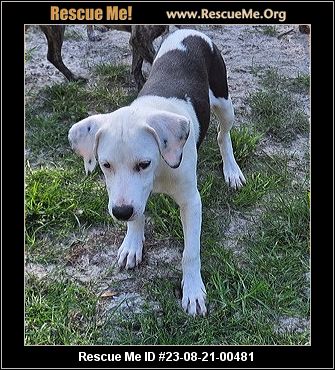 - Georgia Border Collie Rescue - ADOPTIONS - Rescue Me!