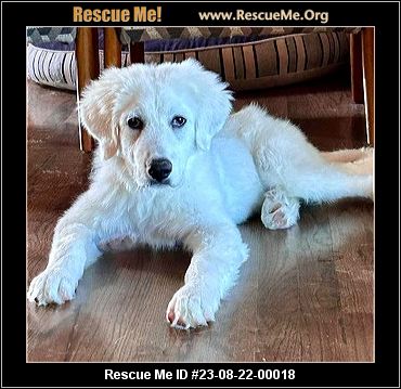 - Colorado Great Pyrenees Rescue - ADOPTIONS - Rescue Me!
