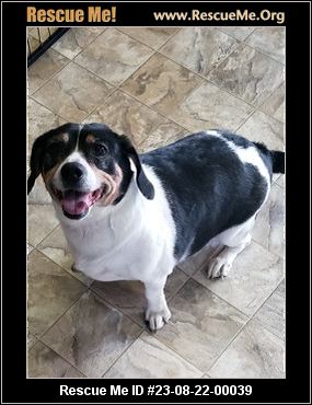 - Pennsylvania Beagle Rescue - ADOPTIONS - Rescue Me!