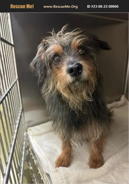 ADOPT 23082200066 ~ Yorkie Rescue ~ Moreno Valley, CA