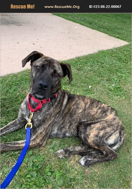 ADOPT 23082200067 ~ Mountain Cur Rescue ~ SAN DIEGO, CA