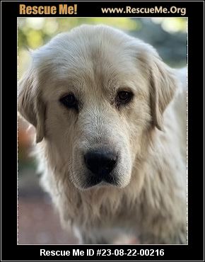 - Colorado Great Pyrenees Rescue - ADOPTIONS - Rescue Me!