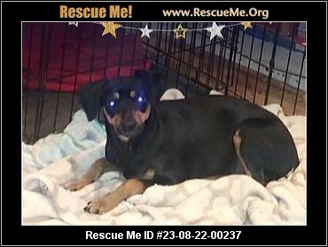 - California Miniature Pinscher Rescue - ADOPTIONS - Rescue Me!