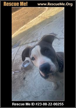 - California Pit Bull Rescue - ADOPTIONS - Rescue Me!