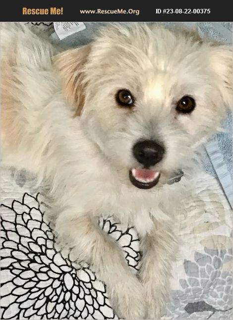 ADOPT 23082200375 ~ Maltese Rescue ~ Los Angeles, CA