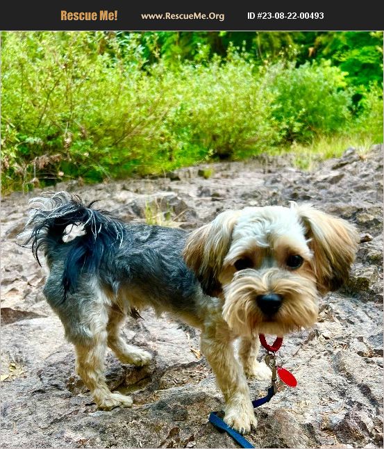 ADOPT 23082200493 ~ Shih Tzu Rescue ~ Portland, OR