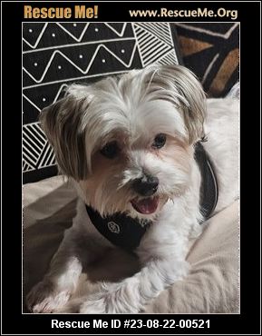 - Florida Maltese Rescue - ADOPTIONS - Rescue Me!