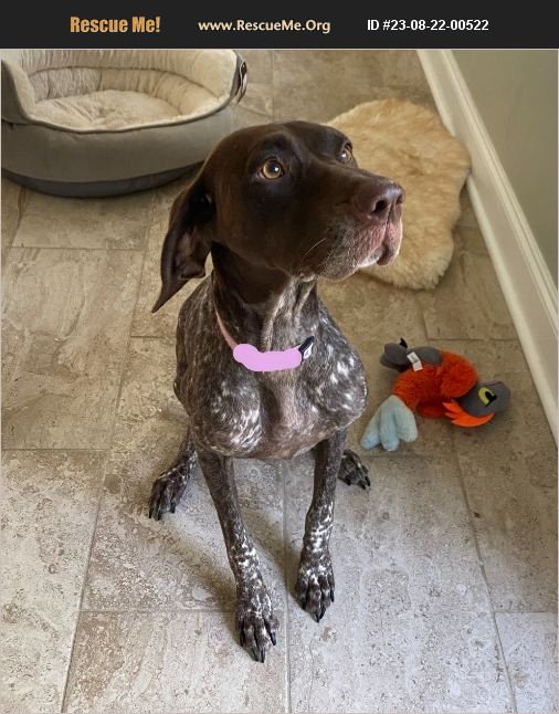 ADOPT 23082200522 ~ German Shorthaired Pointer Rescue ~ Covington, LA