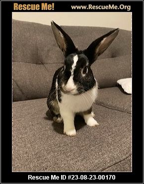- California Rabbit Rescue - ADOPTIONS - Rescue Me!