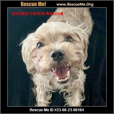 - Texas Yorkie Rescue - ADOPTIONS - Rescue Me!