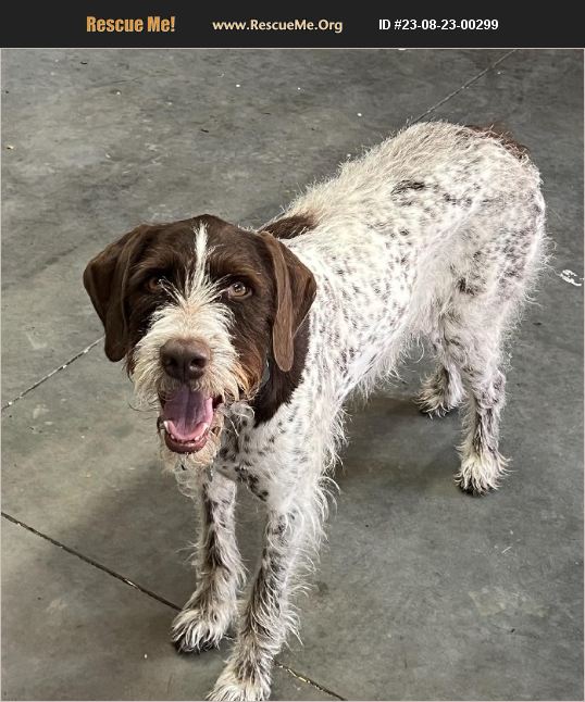 ADOPT 23082300299 ~ German Wirehaired Pointer Rescue ~ West Richland, WA