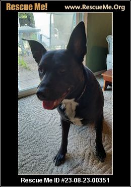 - Indiana Dog Rescue - ADOPTIONS - Rescue Me!