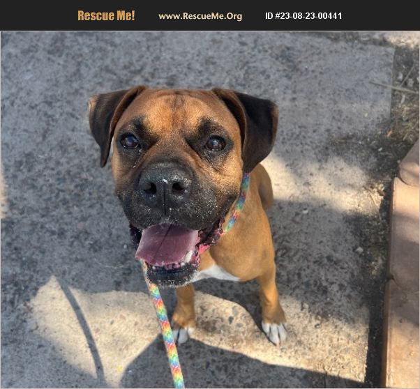 ADOPT 23082300441 ~ Boxer Rescue ~ Maricopa County, AZ