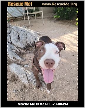 - Arizona Pit Bull Rescue - ADOPTIONS - Rescue Me!