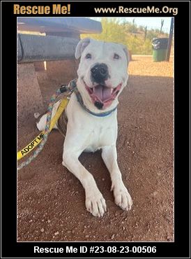 - Arizona Pit Bull Rescue - ADOPTIONS - Rescue Me!