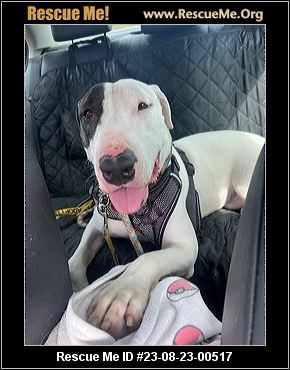 - Arizona Bull Terrier Rescue - ADOPTIONS - Rescue Me!