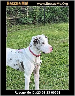 - Delaware Dog Rescue - ADOPTIONS - Rescue Me!