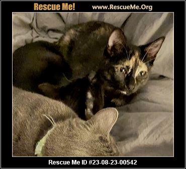 - Wisconsin Cat Rescue - ADOPTIONS - Rescue Me!