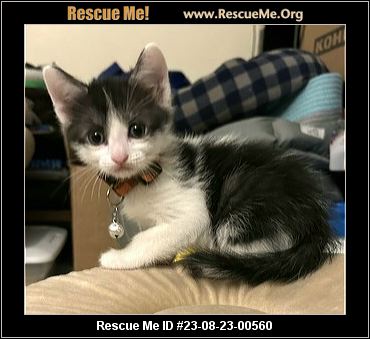 - Wisconsin Cat Rescue - ADOPTIONS - Rescue Me!