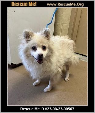 - Georgia Pomeranian Rescue - ADOPTIONS - Rescue Me!