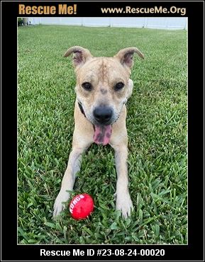 - Florida Black Mouth Cur Rescue - ADOPTIONS - Rescue Me!