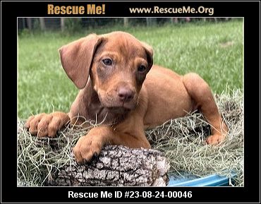 - Florida Vizsla Rescue - ADOPTIONS - Rescue Me!