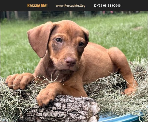 ADOPT 23082400046 ~ Vizsla Rescue ~ Ocala, FL