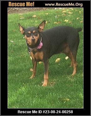 - California Miniature Pinscher Rescue - ADOPTIONS - Rescue Me!