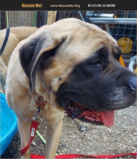 ADOPT 23082400280 ~ Mastiff Rescue ~ Martinsville, IN