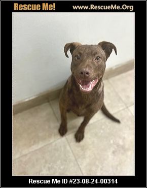 - California Pit Bull Rescue - ADOPTIONS - Rescue Me!