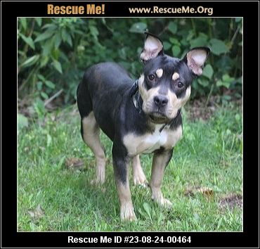 - Indiana Dog Rescue - ADOPTIONS - Rescue Me!