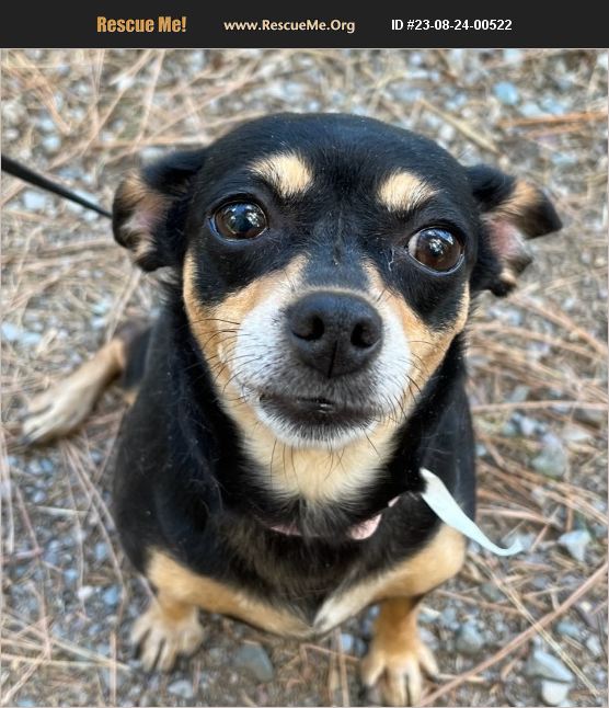 ADOPT 23082400522 ~ Miniature Pinscher Rescue ~ Thompson Falls, MT