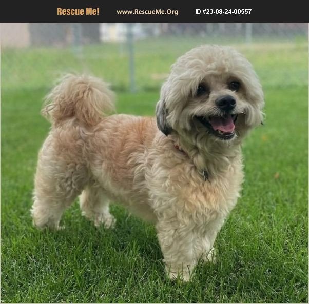 ADOPT 23082400557 ~ Lhasa Apso Rescue ~ Lisbon, IA