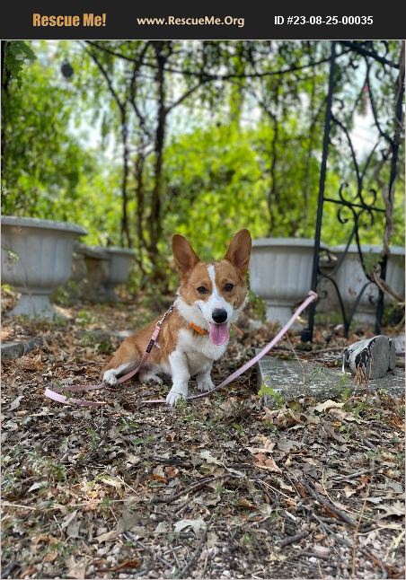 ADOPT 23082500035 ~ Corgi Rescue ~ Austin, TX