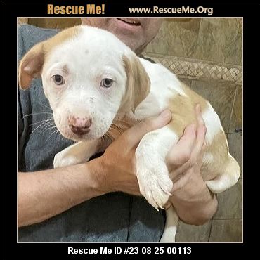 - Virginia Dog Rescue - ADOPTIONS - Rescue Me!