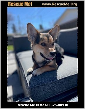 - Colorado Corgi Rescue - ADOPTIONS - Rescue Me!