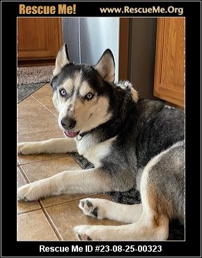 - Ohio Siberian Husky Rescue - ADOPTIONS - Rescue Me!
