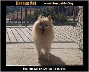 - Arizona Pomeranian Rescue - ADOPTIONS - Rescue Me!