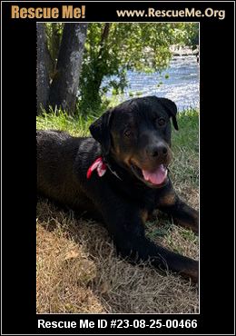 - Oregon Rottweiler Rescue - ADOPTIONS - Rescue Me!