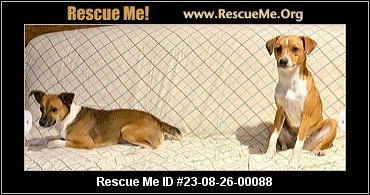 - South Carolina Dog Rescue - ADOPTIONS - Rescue Me!
