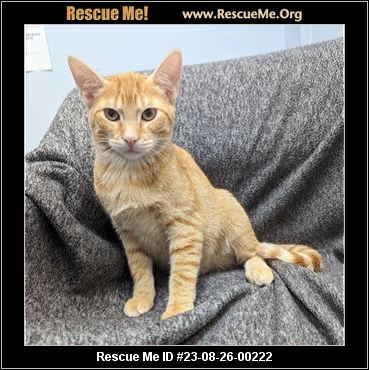 - Missouri Cat Rescue - ADOPTIONS - Rescue Me!