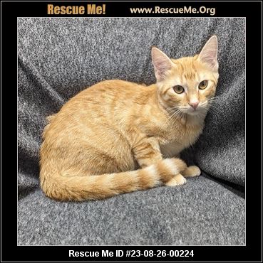 - Missouri Cat Rescue - ADOPTIONS - Rescue Me!