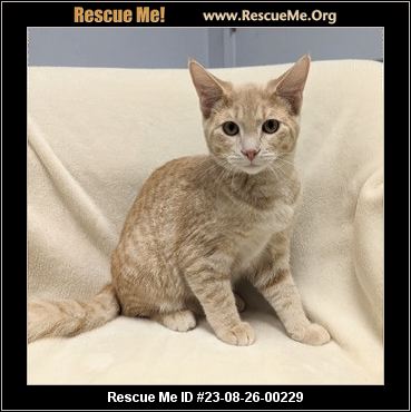 - Missouri Cat Rescue - ADOPTIONS - Rescue Me!