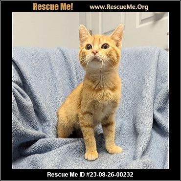 - Missouri Cat Rescue - ADOPTIONS - Rescue Me!